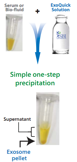 Exosome Isolation & Purification - ExoQuick™