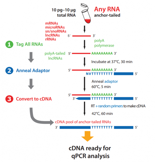 Total RNA profiling by qPCR - RNA-Quant™