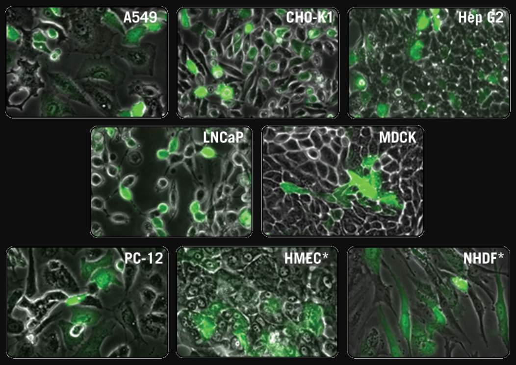 Cambridge Bioscience: Broad spectrum DNA transfection system: TransIT-X2